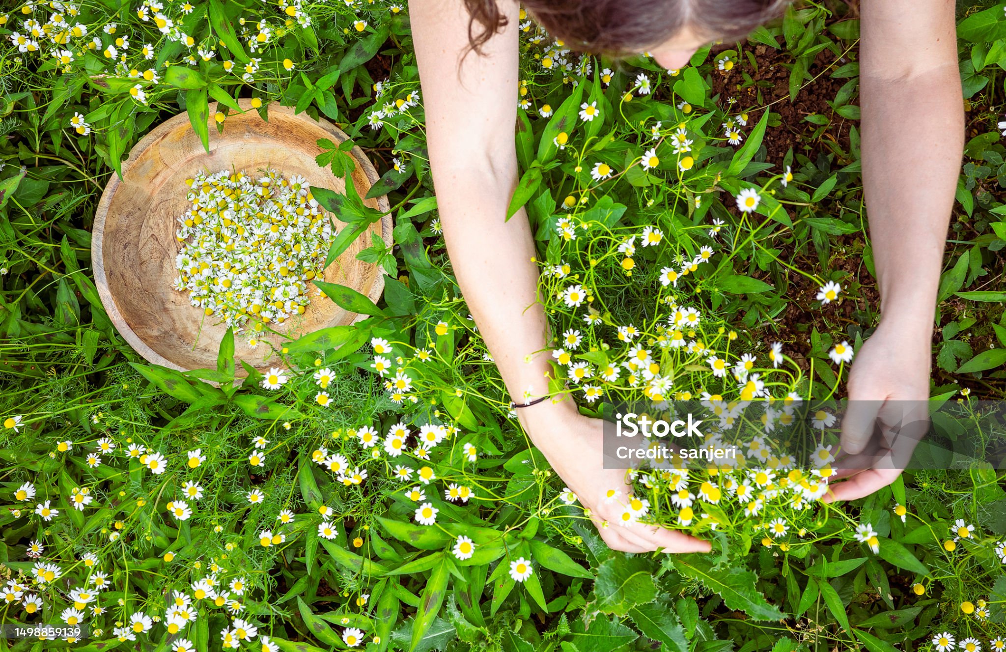 Еньовден е – празникът на лечебните билки | Simitli.Info